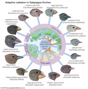 Mechanisms of Evolutionary Change | Nectunt